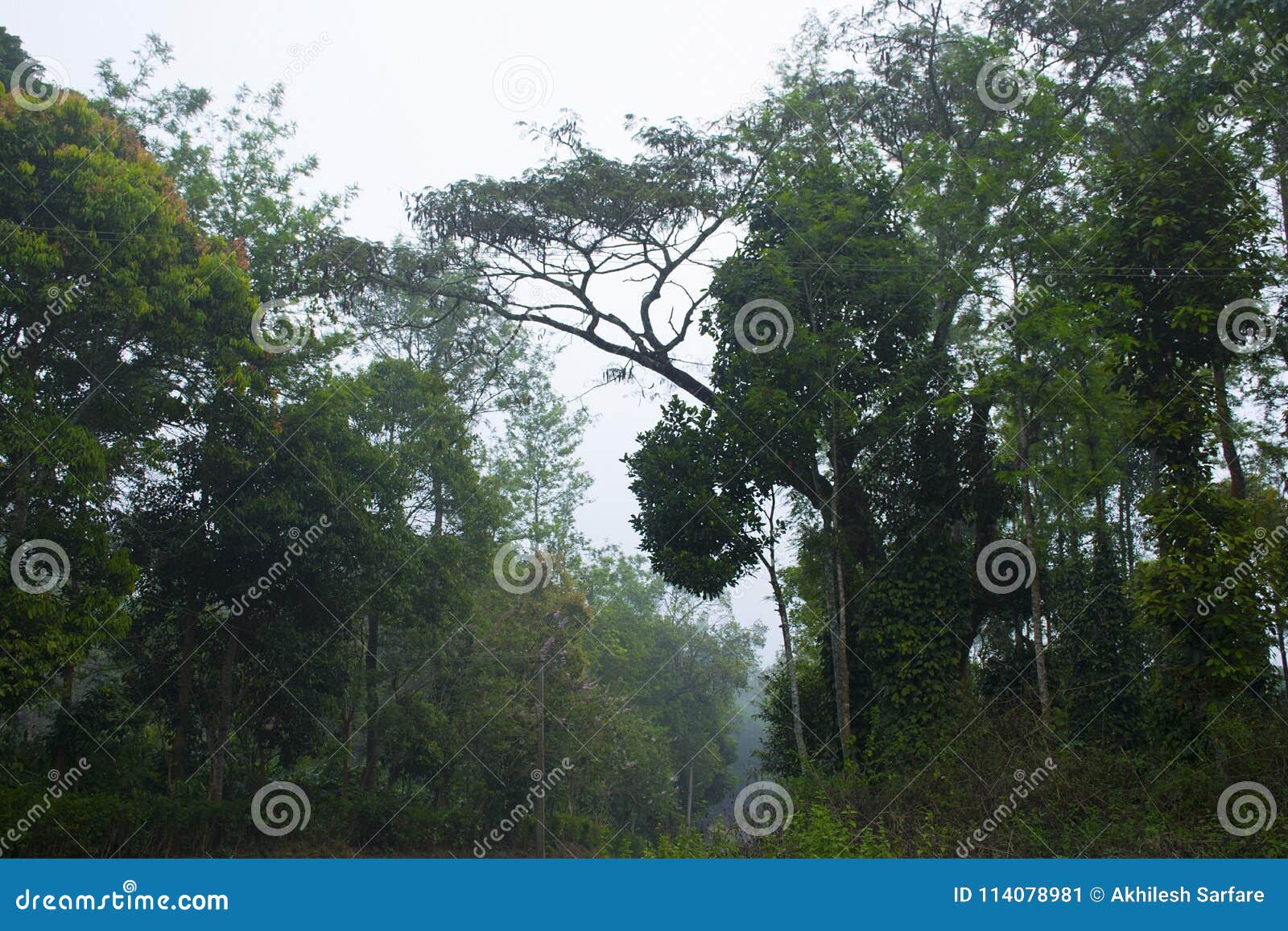 Forest with Tall and Short Trees Stock Image - Image of forest ...