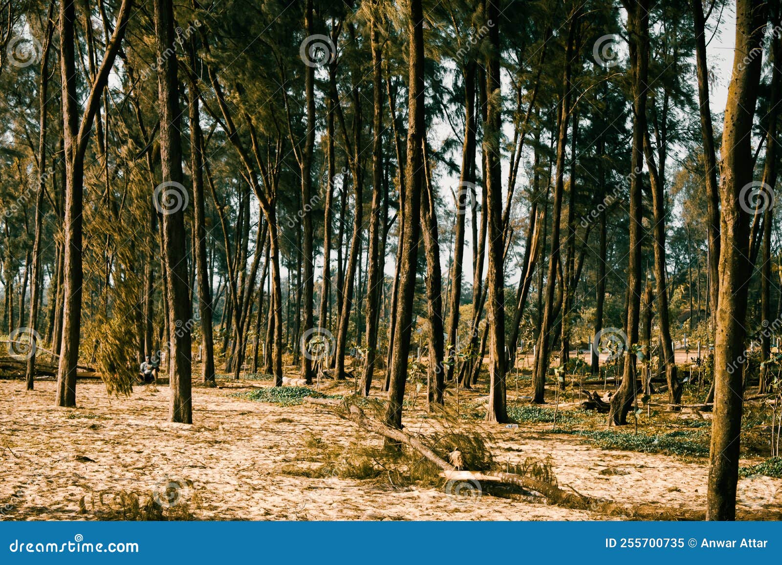 Forest of Tall Skinny Trees, India Stock Image - Image of agricultural ...