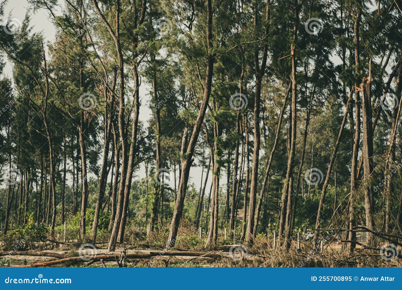 Forest of Tall Skinny Trees, India Stock Image - Image of green, indian ...