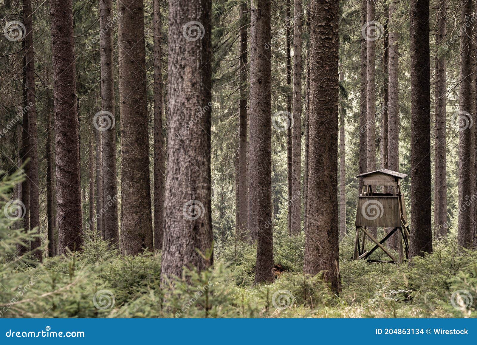 Forest with Tall Tree Trunks Stock Photo - Image of forest, scenery ...