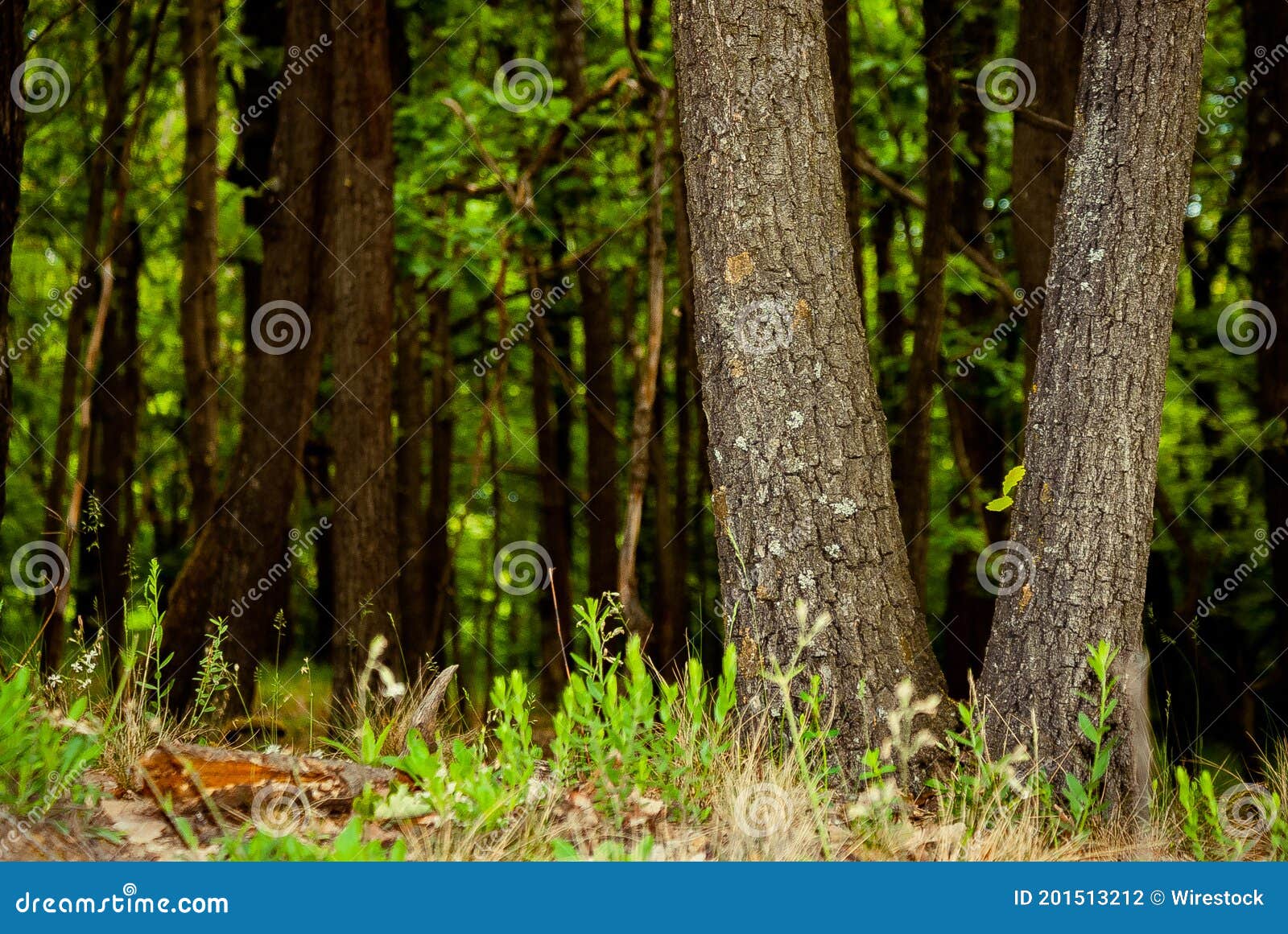 Forest with tall trees stock photo. Image of nature - 201513212