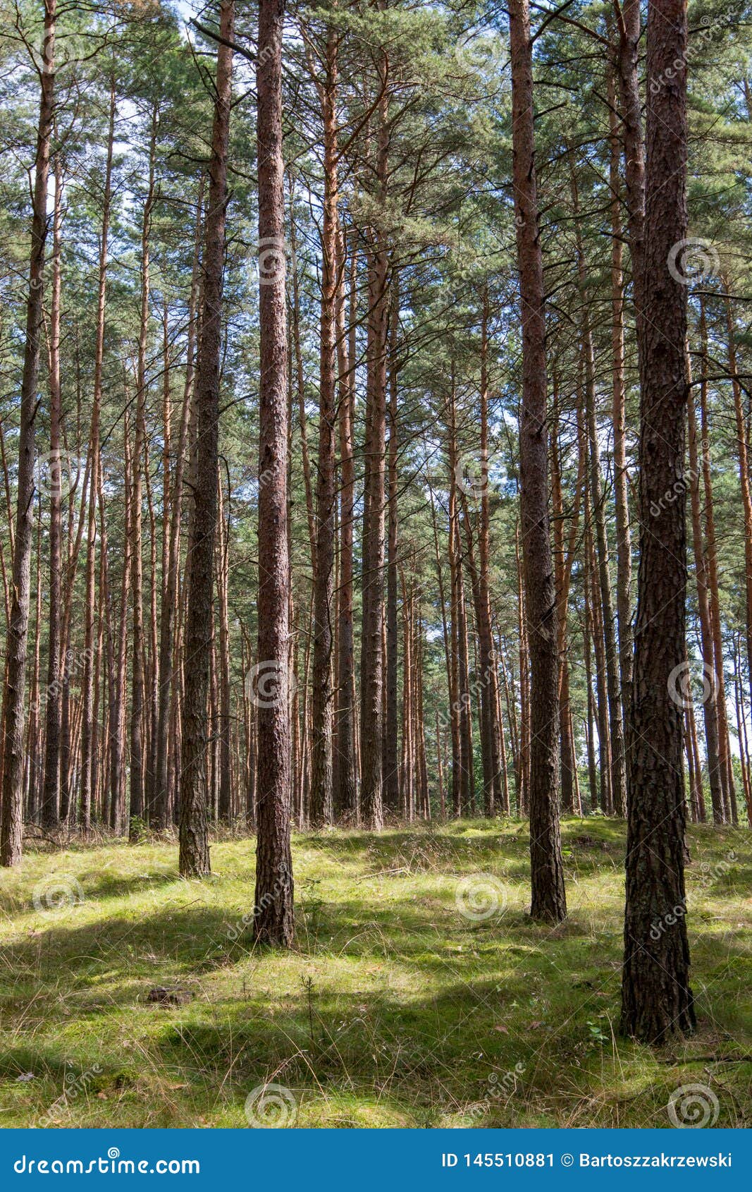 Forest with Tall Trees from Below Stock Image - Image of natural, view ...