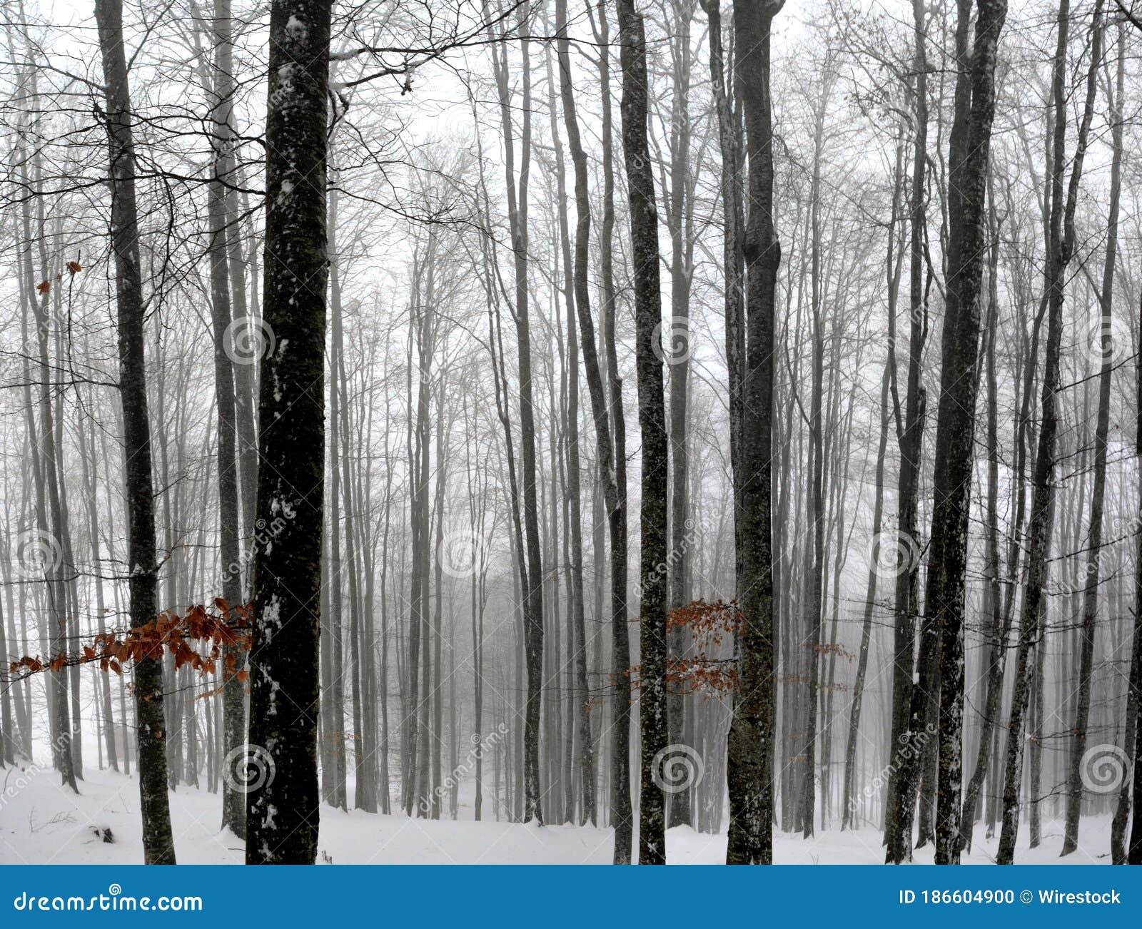 Forest with Tall Trees Covered with Snow in the Winter Stock Photo ...