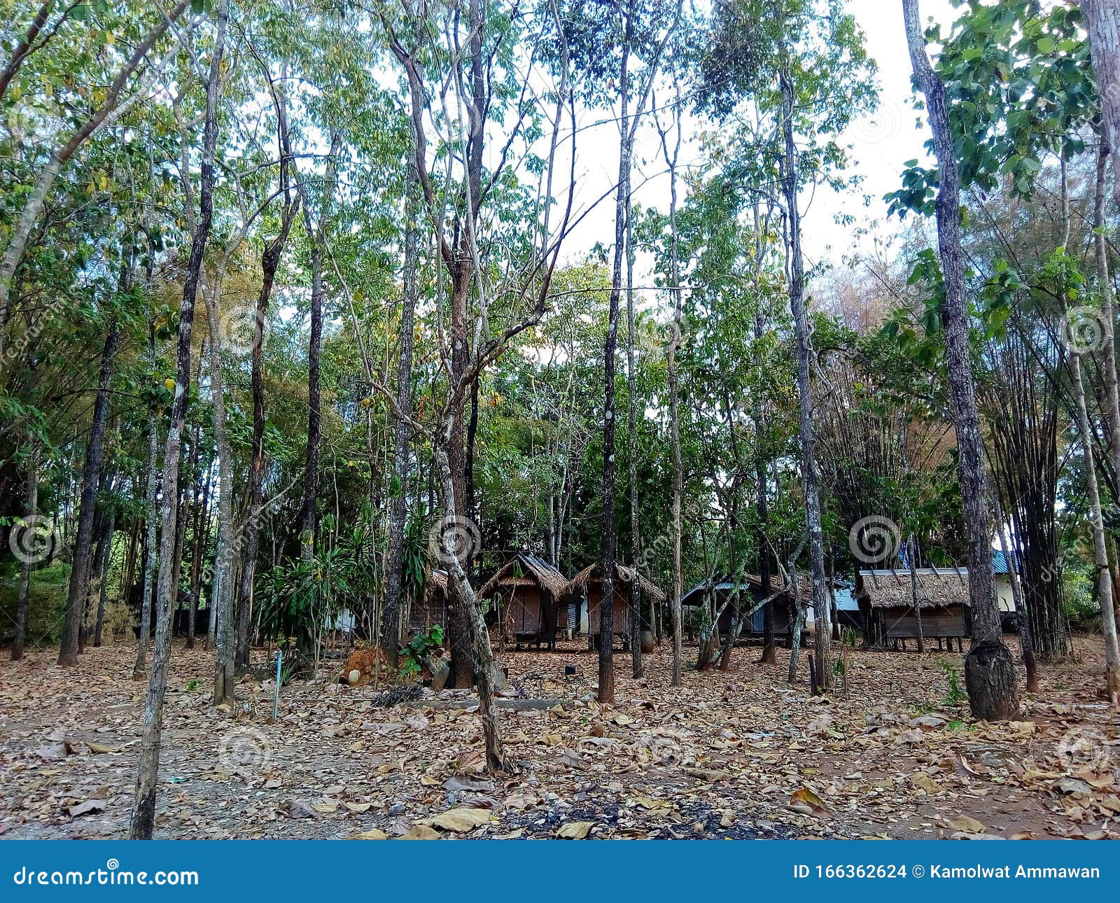 Forest, Tall Trees, Overgrown Forest, Peaceful, Simple, Hut Stock Photo ...