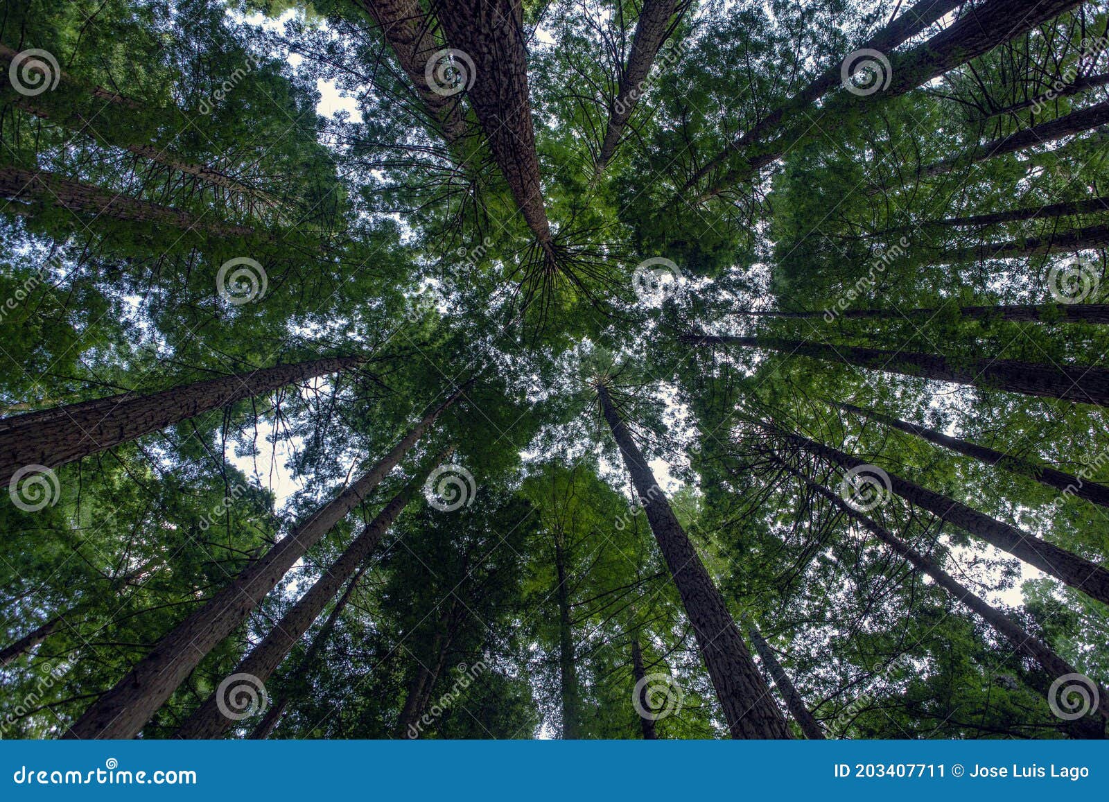 Forest with Tall Trees Photographed from Below Stock Image - Image of ...