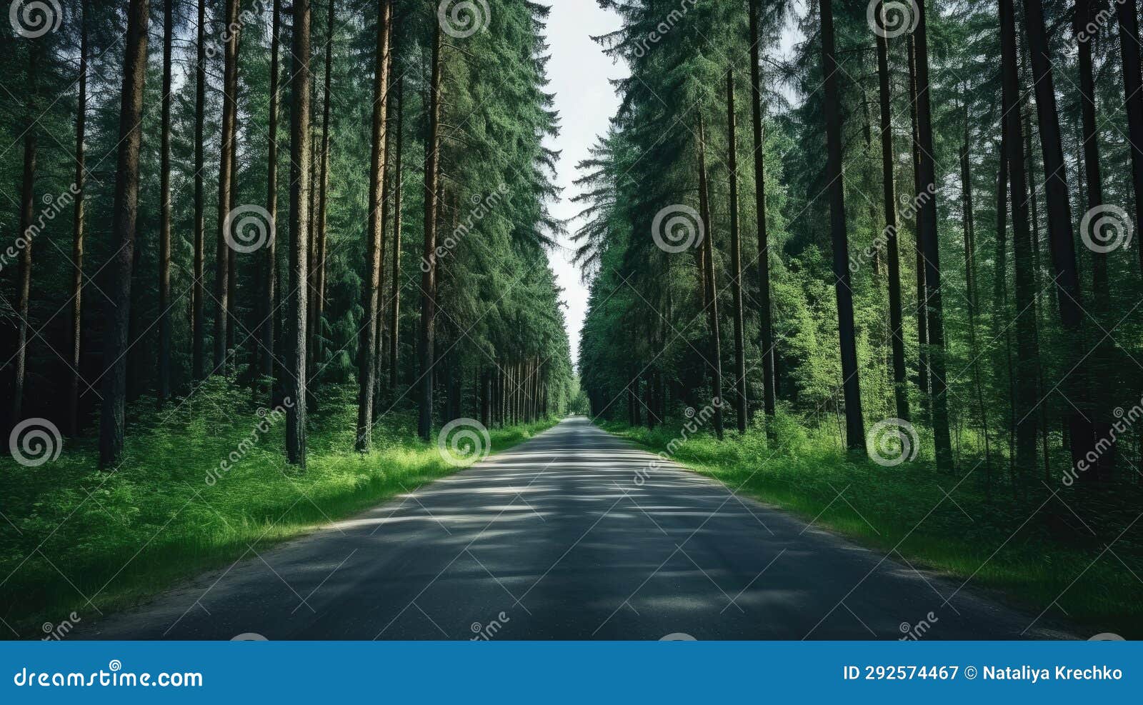 Forest with Tall Trees. Road in the Center Stock Image - Image of ...