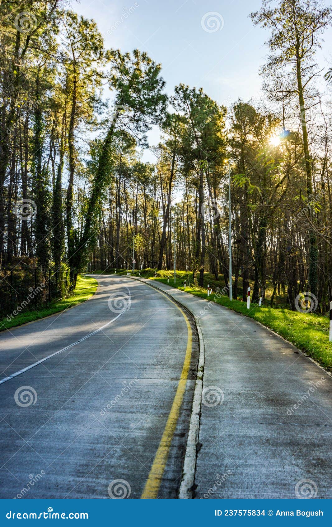 Forest with Tall Trees and Road Stock Photo - Image of natural, outdoor ...