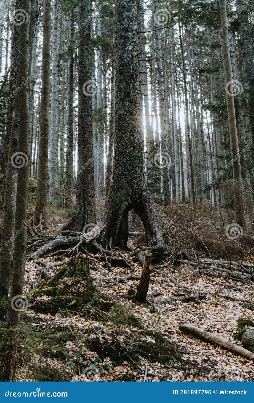Forest with Tall Trees at Sunrise Stock Photo - Image of grandiose ...