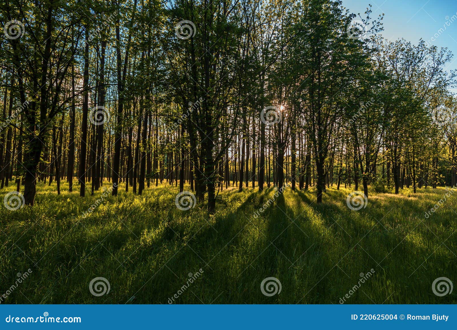 Forest with Tall Trees. There is Green Grass among the Trees. the Sun ...