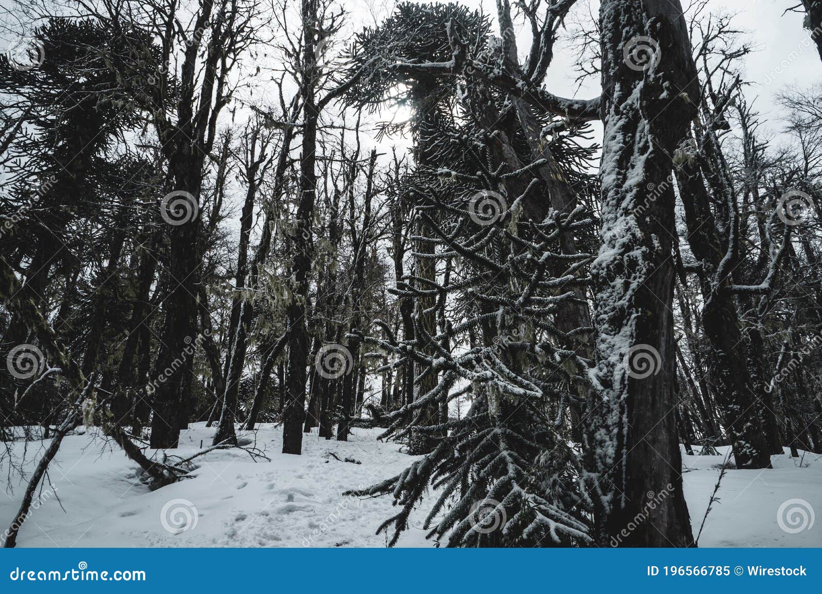 Forest with Tall Trees in the Winter with a Dark Sky Stock Image ...