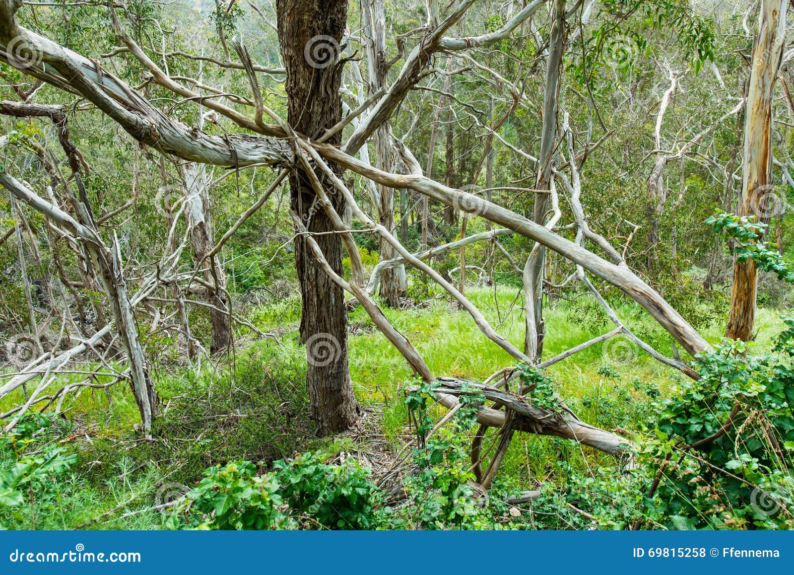 Forest of Tangled Branches and Ivy Vines Stock Photo - Image of outdoor ...
