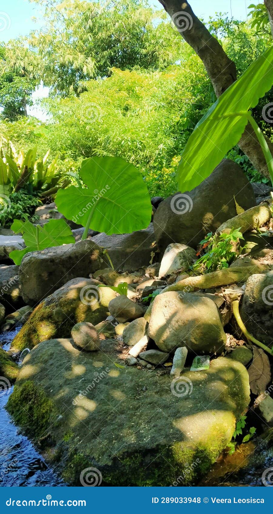 Forest Taro Plants that are almost Extinct Stock Photo - Image of ...
