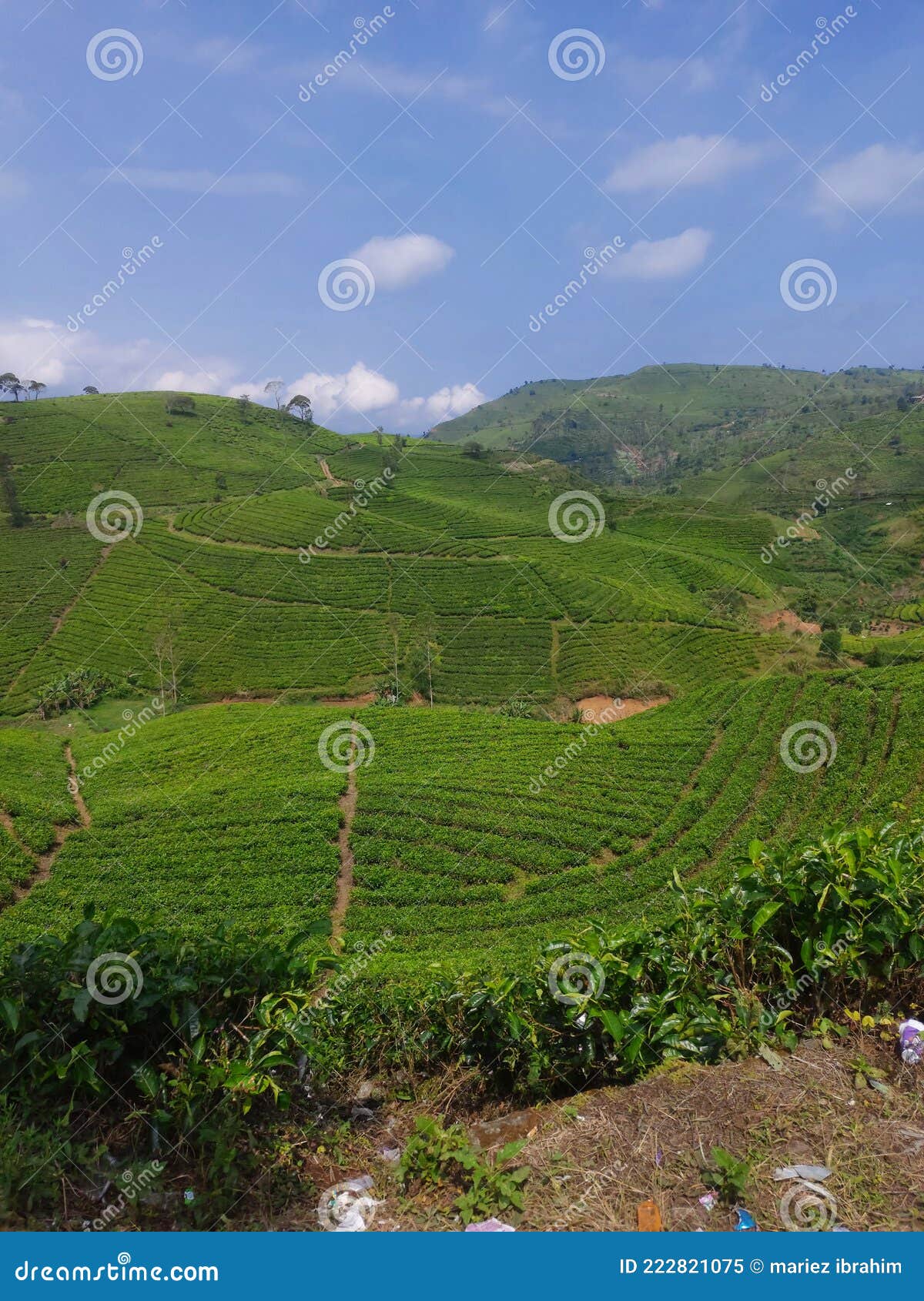 Forest tea yard stock image. Image of plant, terrain - 222821075