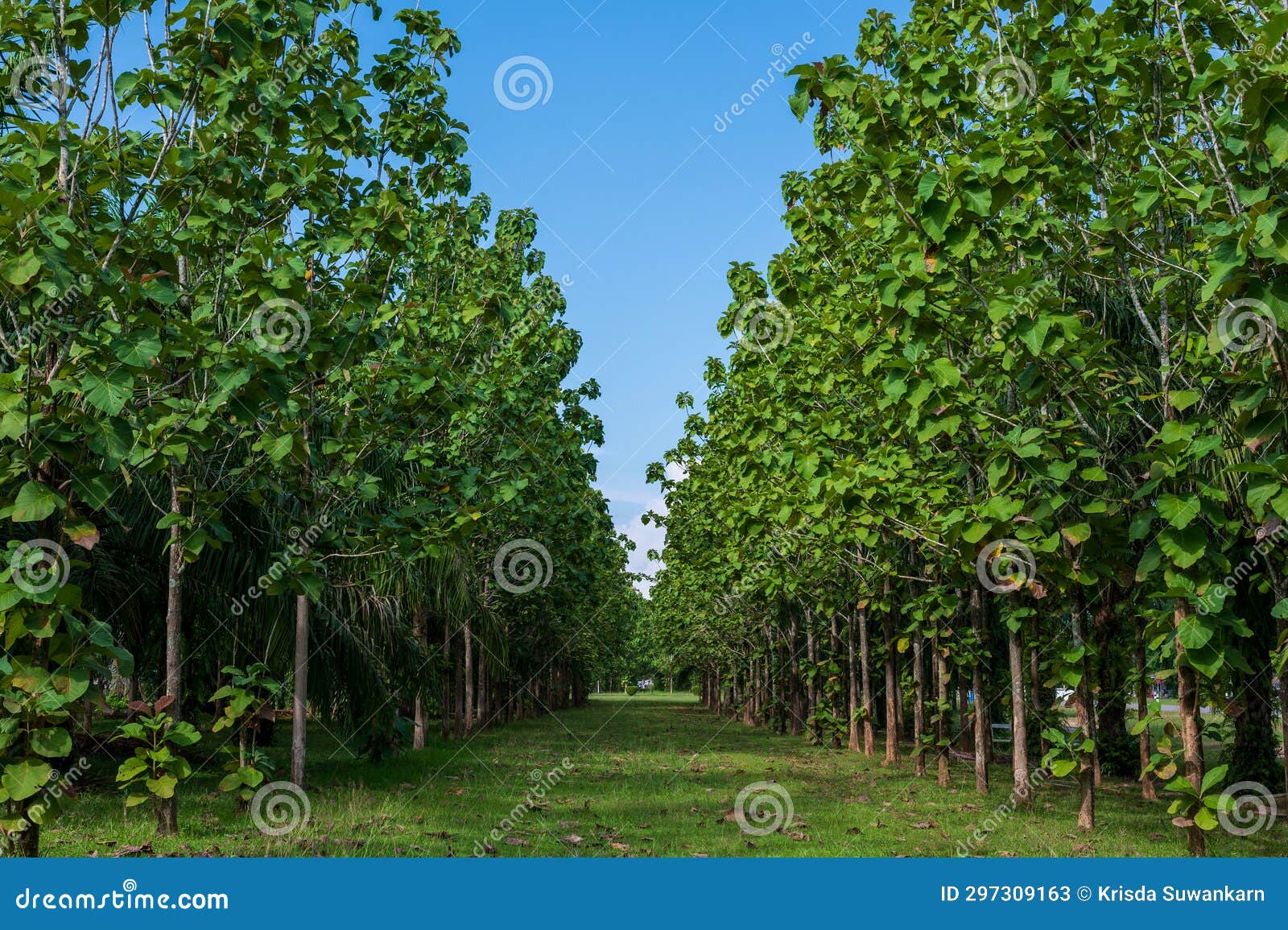 A Forest of Teak Trees Planted in Rows Stock Image - Image of freshness ...