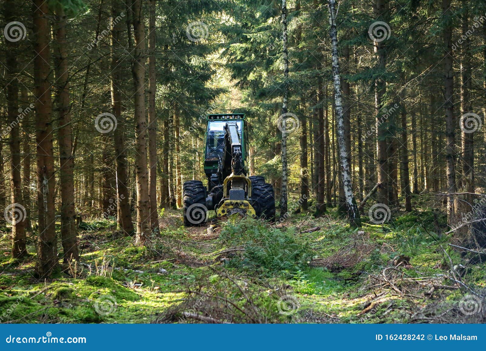 Forest - Techniques at Work in the Woods Stock Photo - Image of ...