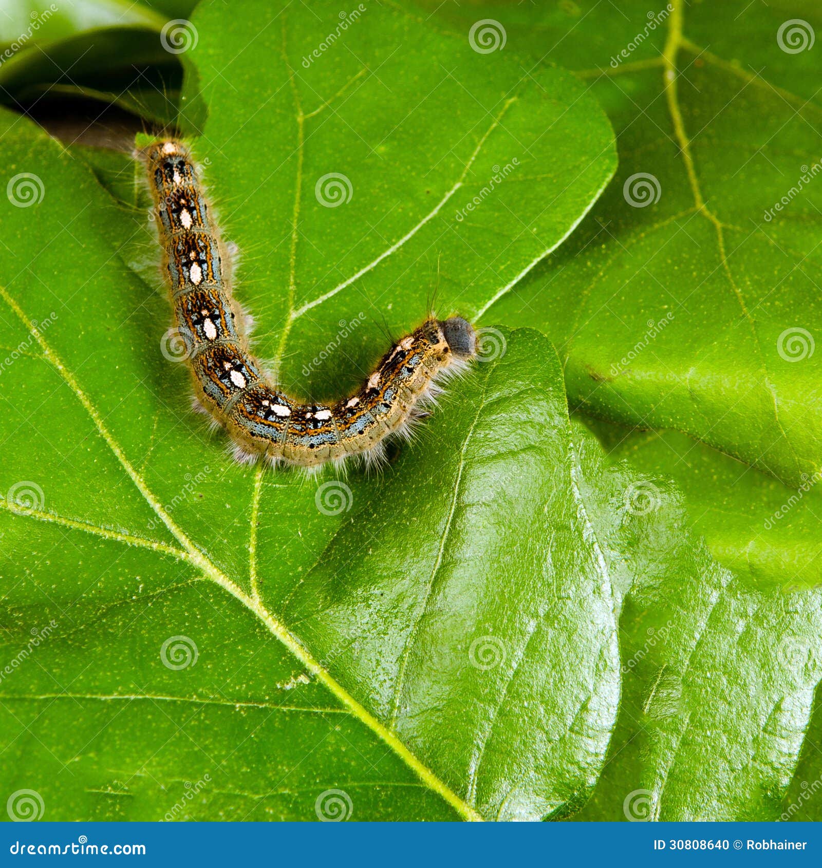 Forest Tent Caterpillar Moth, Malacosoma Disstria Stock Photo - Image ...