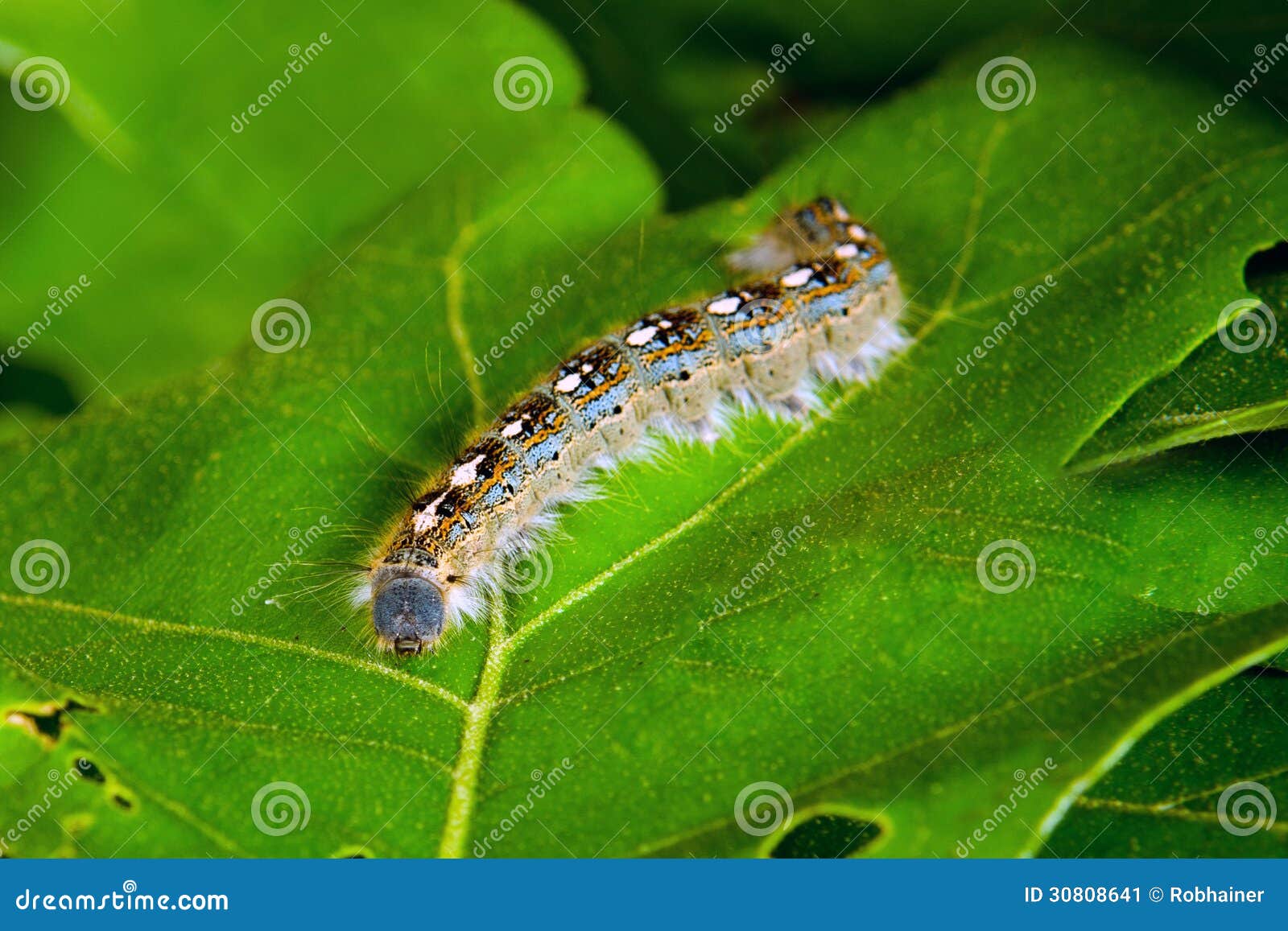 Forest Tent Caterpillar Moth, Malacosoma Disstria Stock Image - Image ...