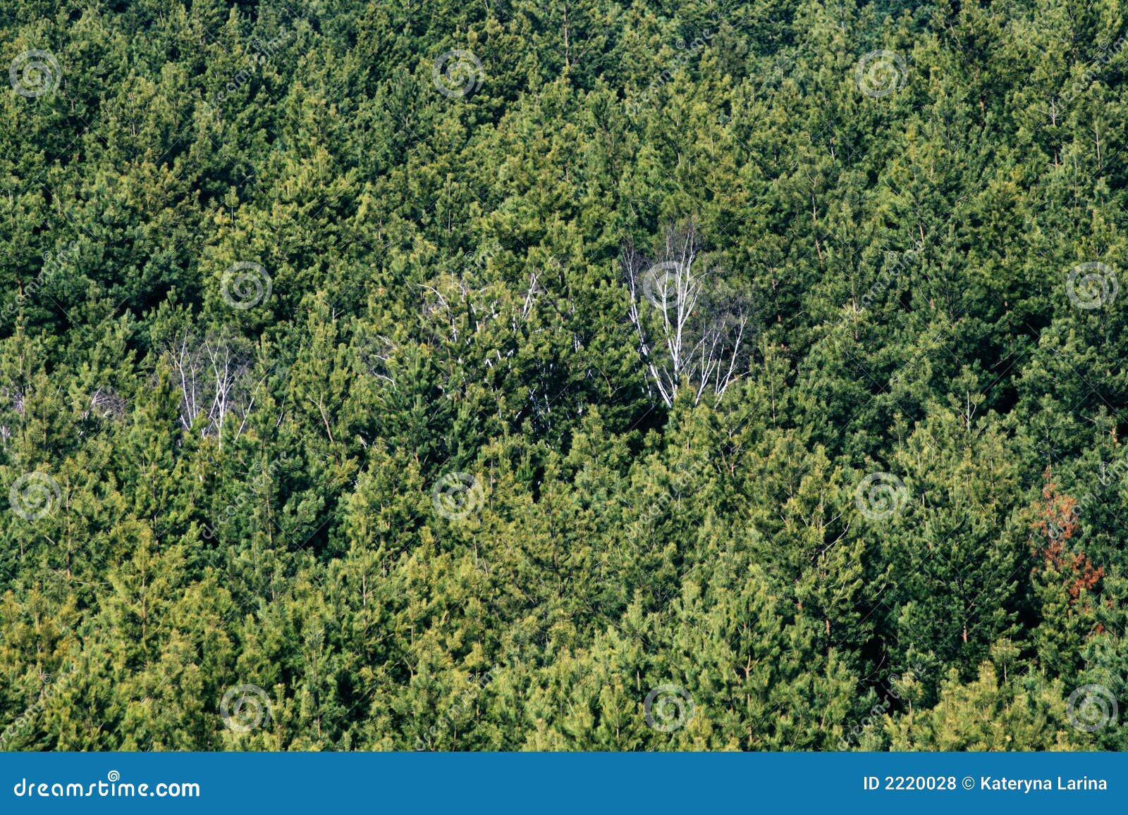 Forest Texture: Variegated Bark Of The Tree Stock Photography ...