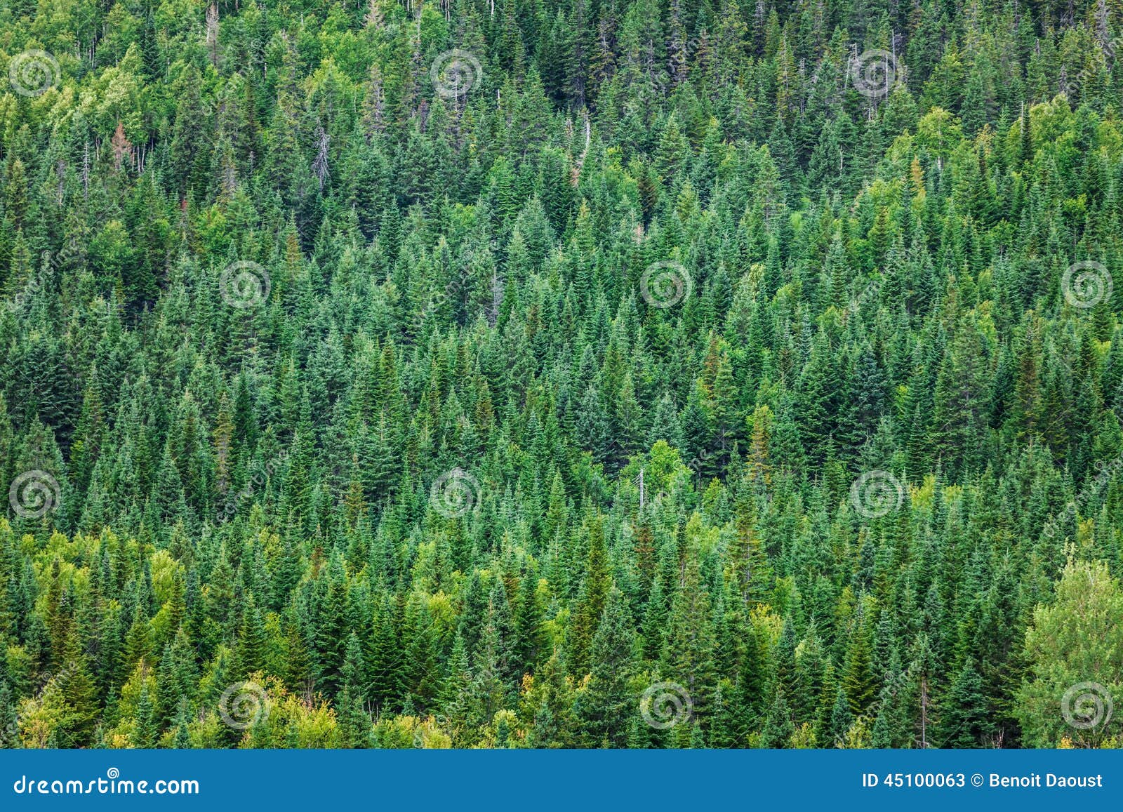 Forest Texture immagine stock. Immagine di paesaggio - 45100063