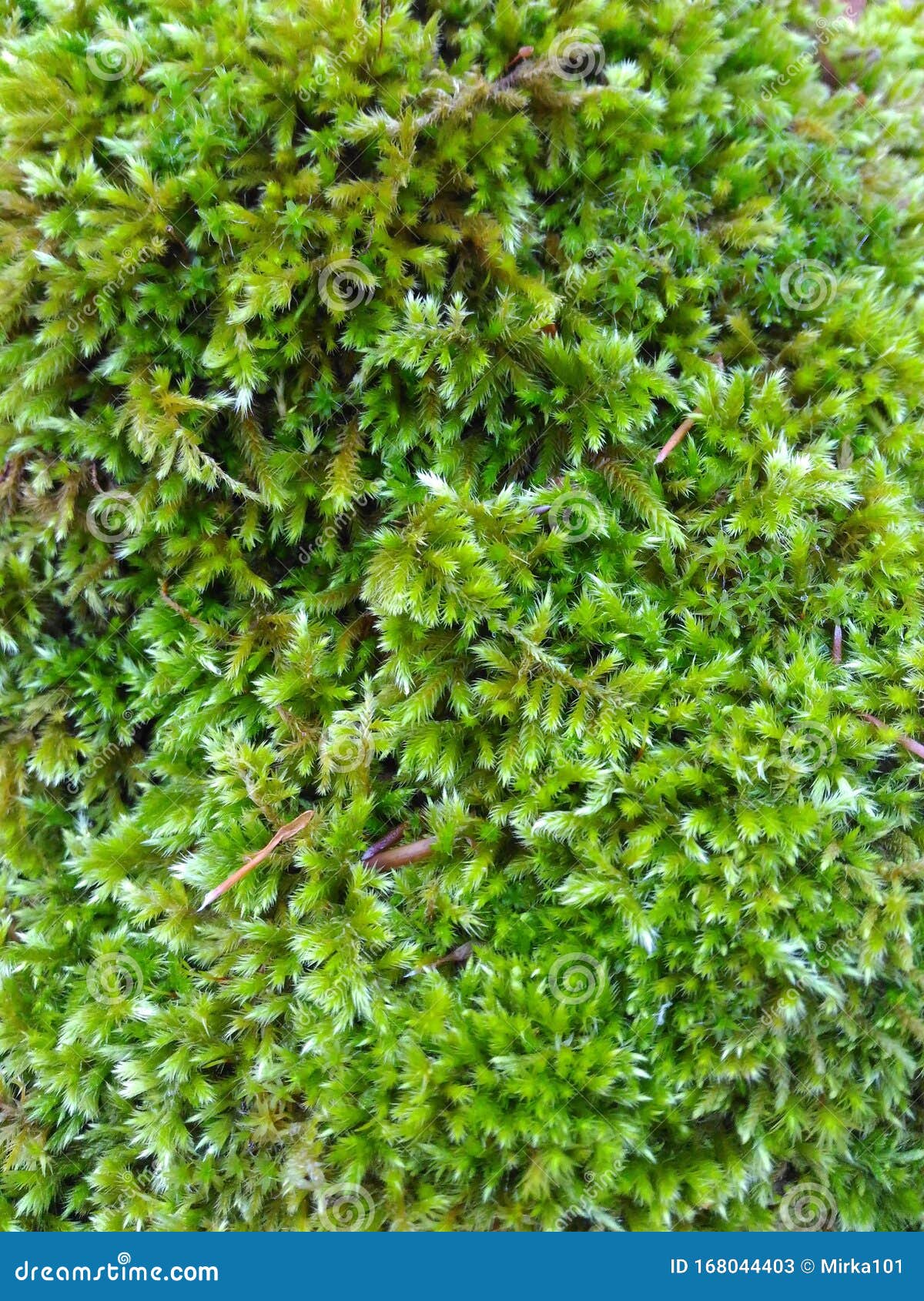 Forest Texture: Green and Soft Moss Stock Image - Image of publications ...