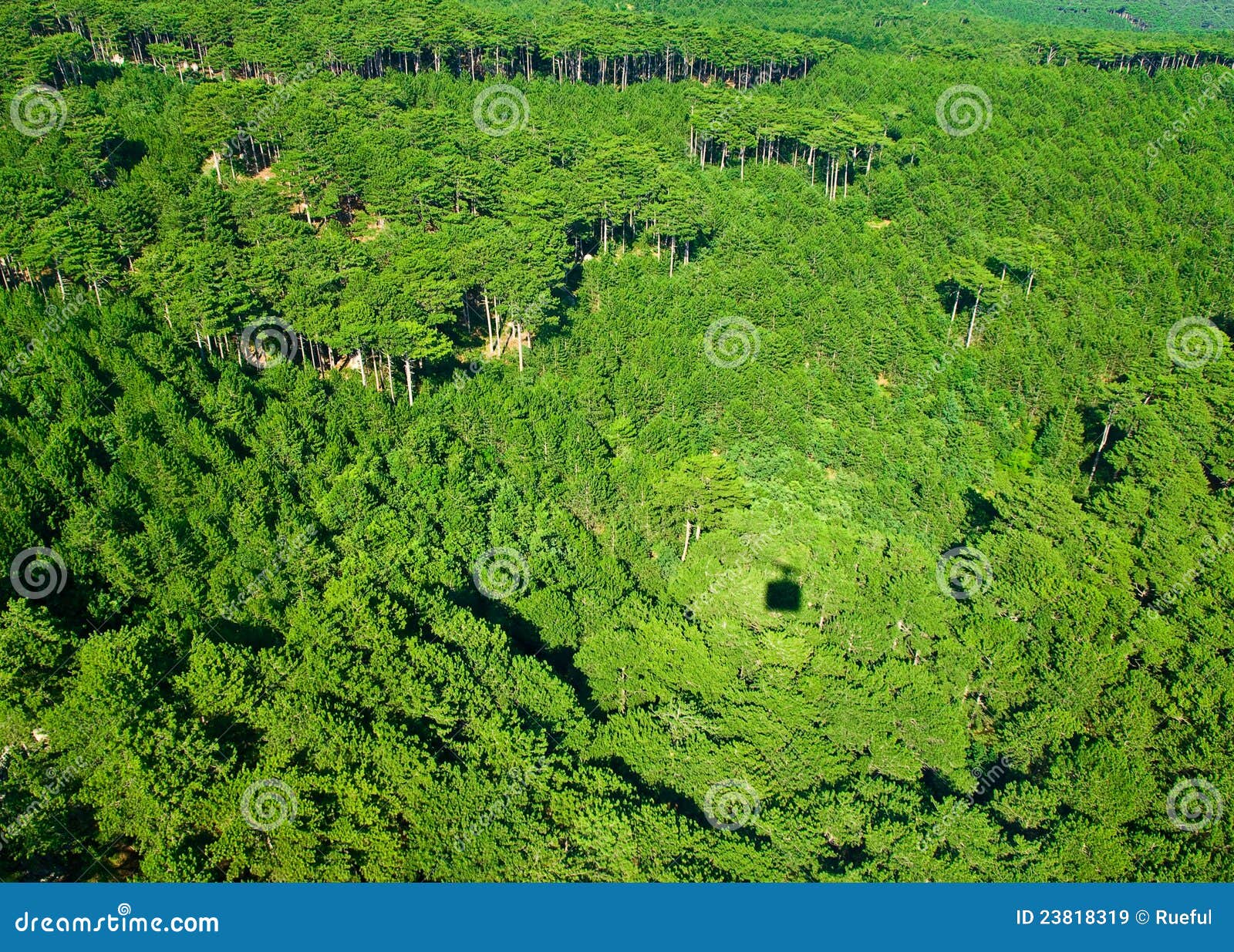 Forest Texture: Variegated Bark Of The Tree Stock Photography ...