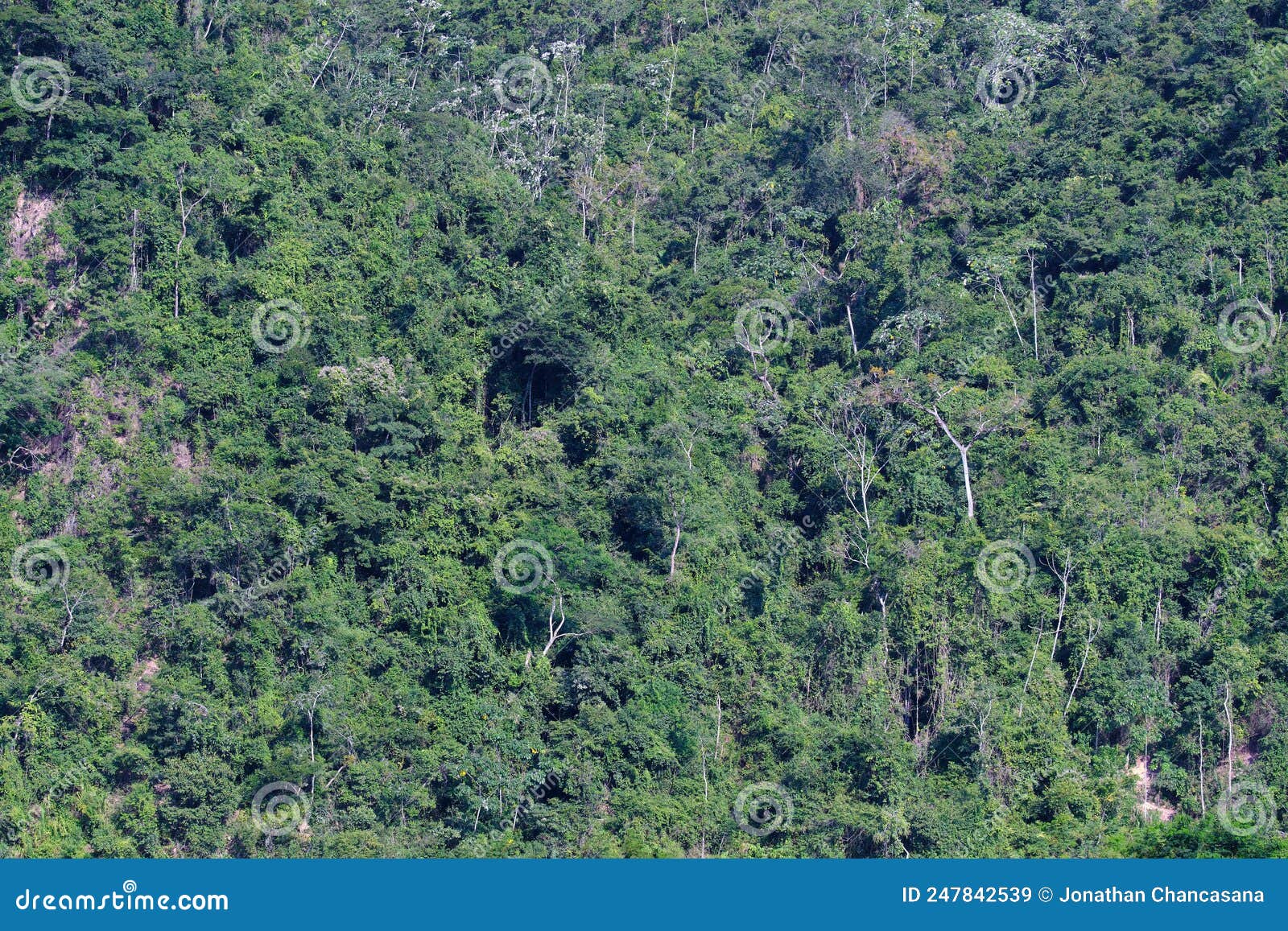 Forest texture stock image. Image of adventure, shrubbery - 247842539
