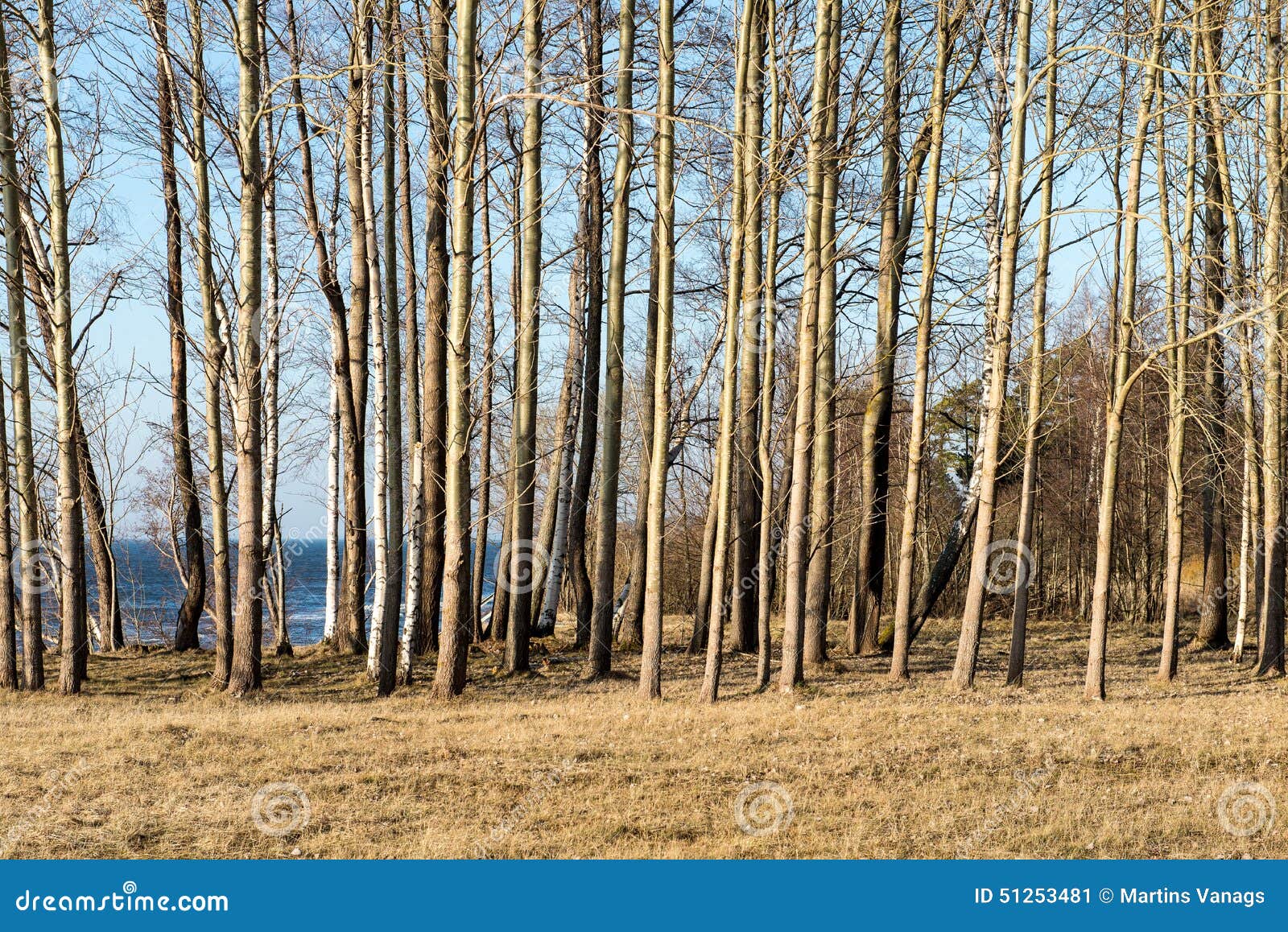 Forest textured background stock image. Image of seasonal - 51253481