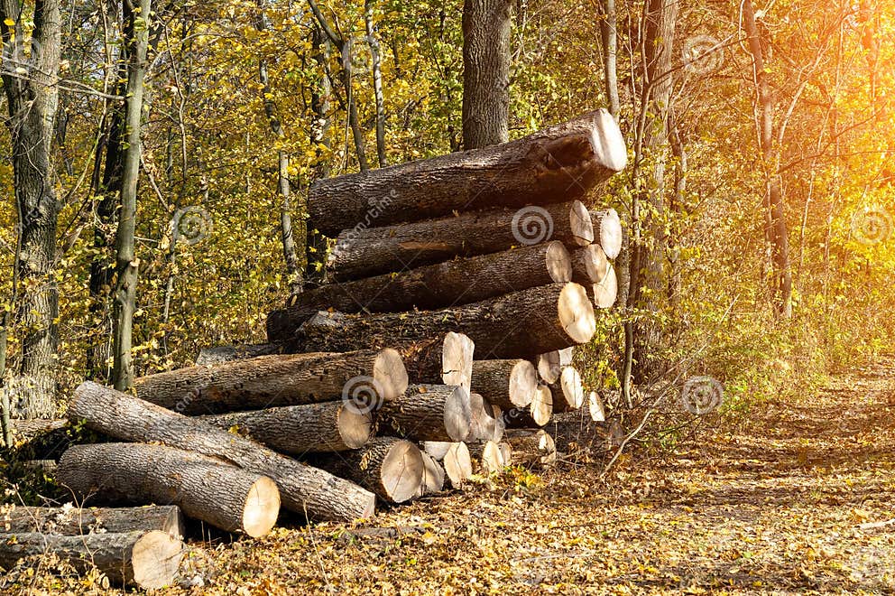 Forest Theft Concept. Oak Logs Stacked in the Forest after Illegal ...