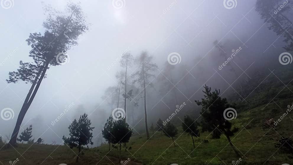 Forest with Thick Fog, Bumijawa, Tegal, Central Java, Indonesia Stock ...