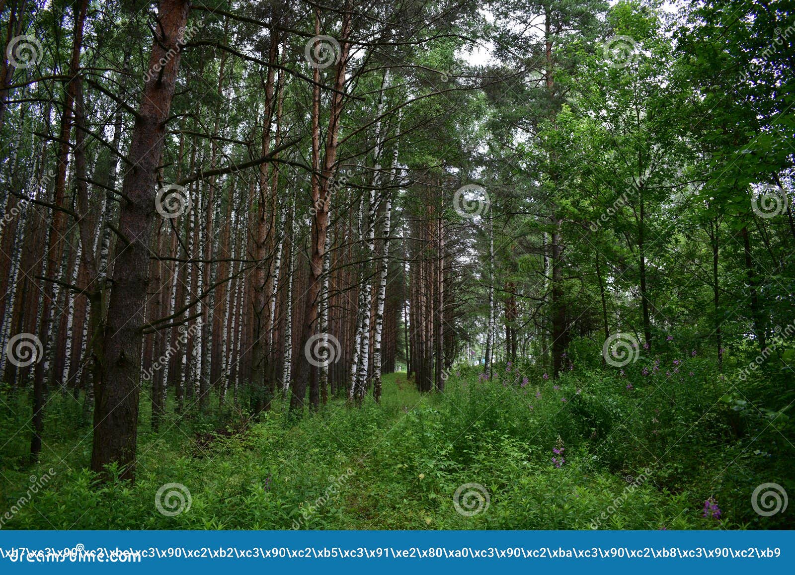 In the Forest in a Thick Herbage Surrounded by Greenery in this Pine ...
