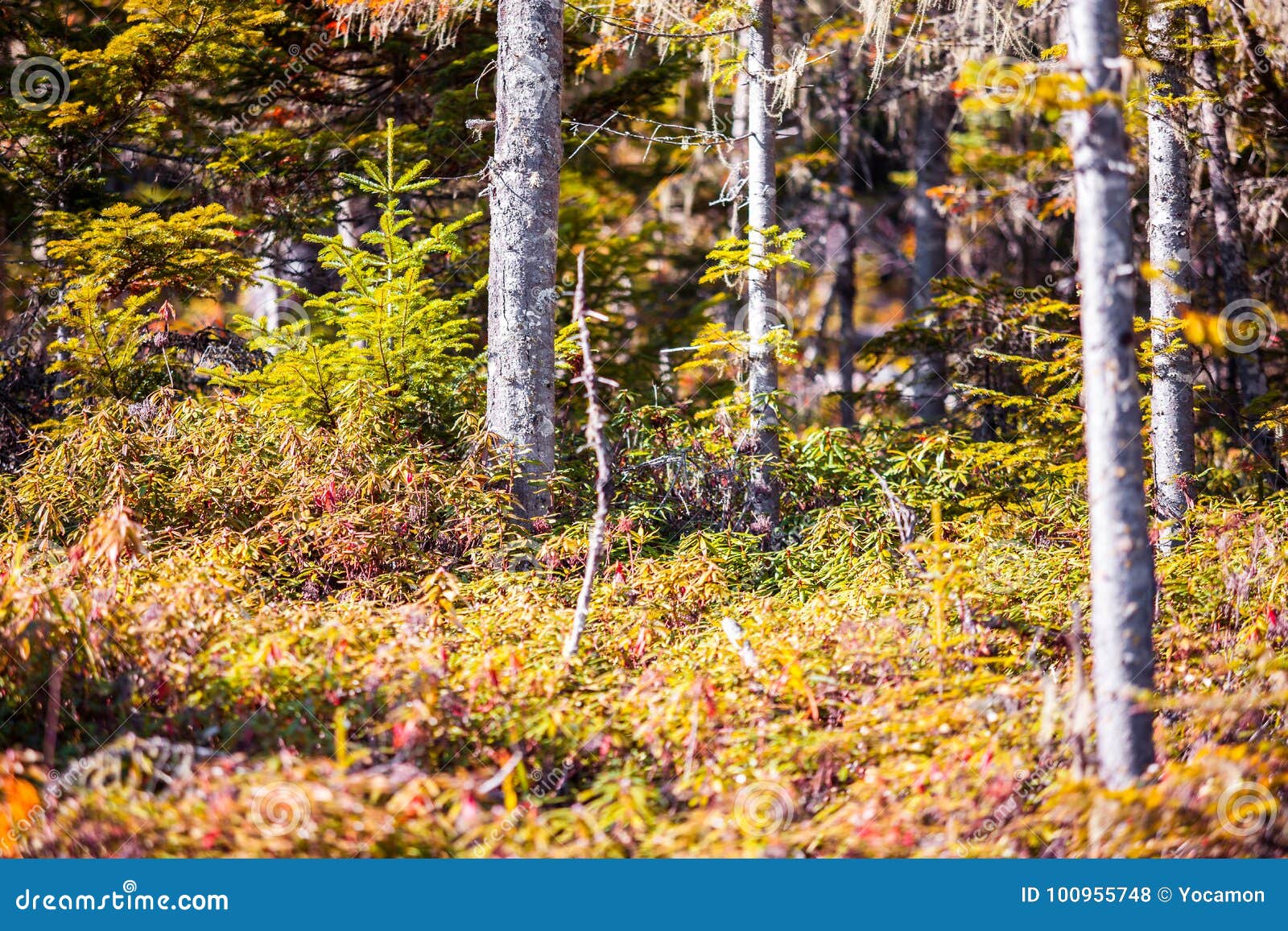 Forest thicket in autumn stock photo. Image of outdoors - 100955748
