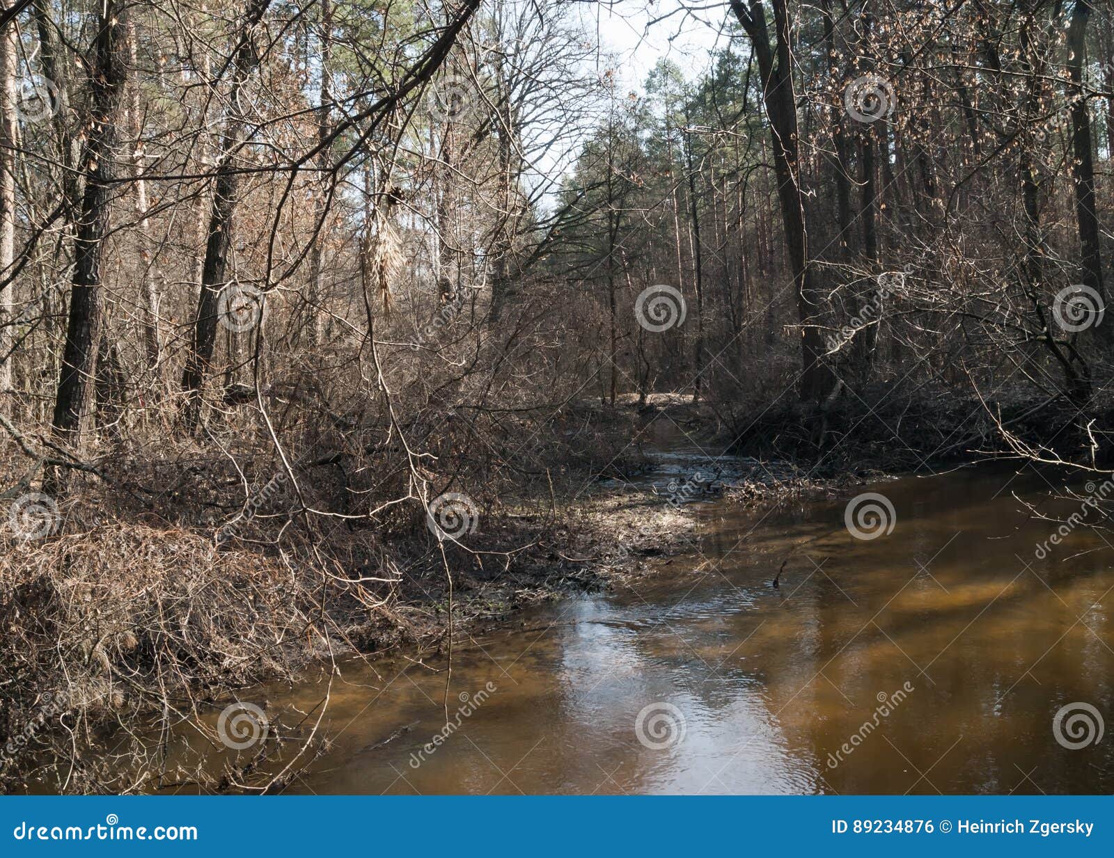 Forest thicket stock photo. Image of trees, forest, river - 89234876