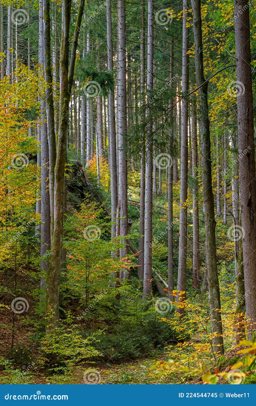 Forest Thicket with Dense Undergrowth Stock Image - Image of natural ...