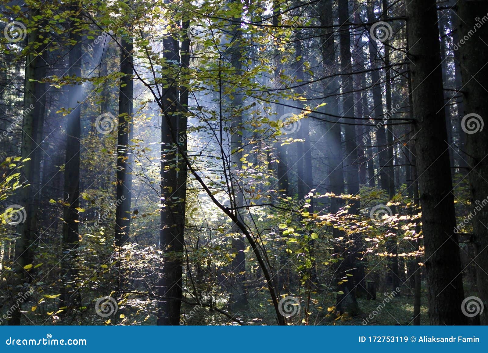 Rays of Light Breaking through the Trees. Forest Thicket on a Foggy ...