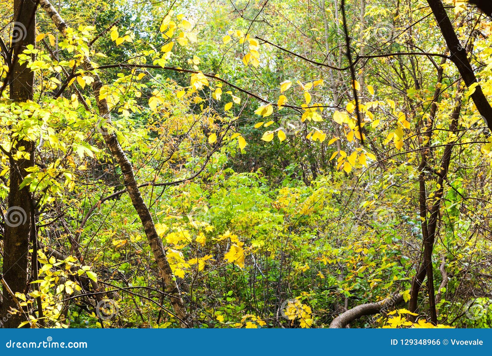 Forest Thicket Illuminated by Sun in October Day Stock Photo - Image of ...