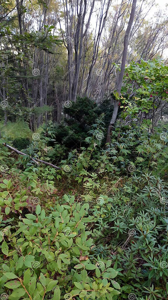 The forest thicket. stock image. Image of impenetrable - 289970191