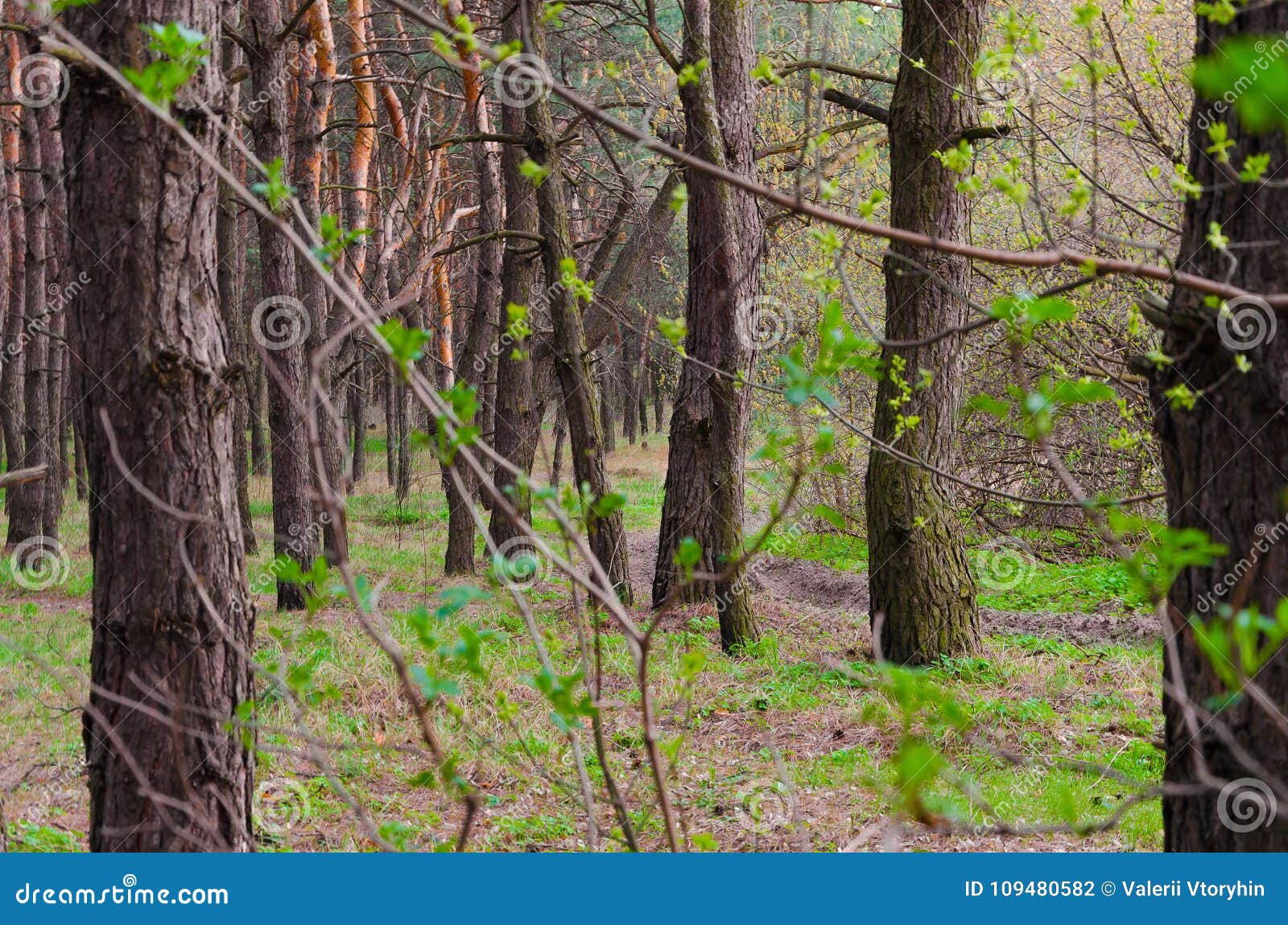 Forest Thicket of a Pine Forest Stock Photo - Image of trunk, land ...