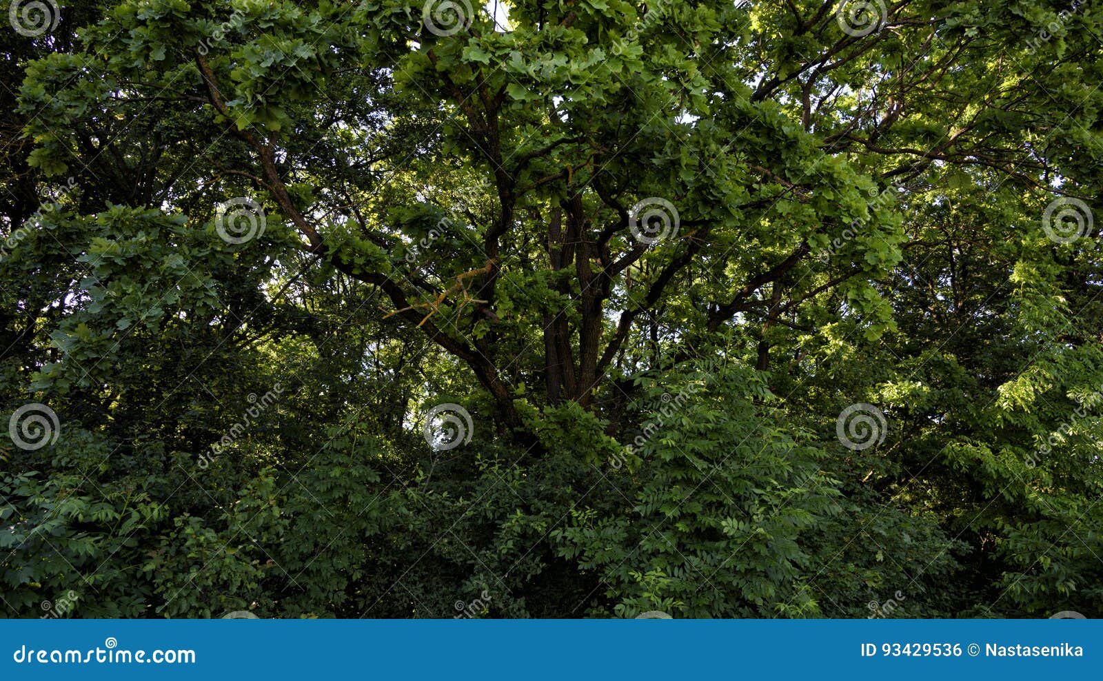 Forest thicket stock photo. Image of nature, trees, forest - 93429536