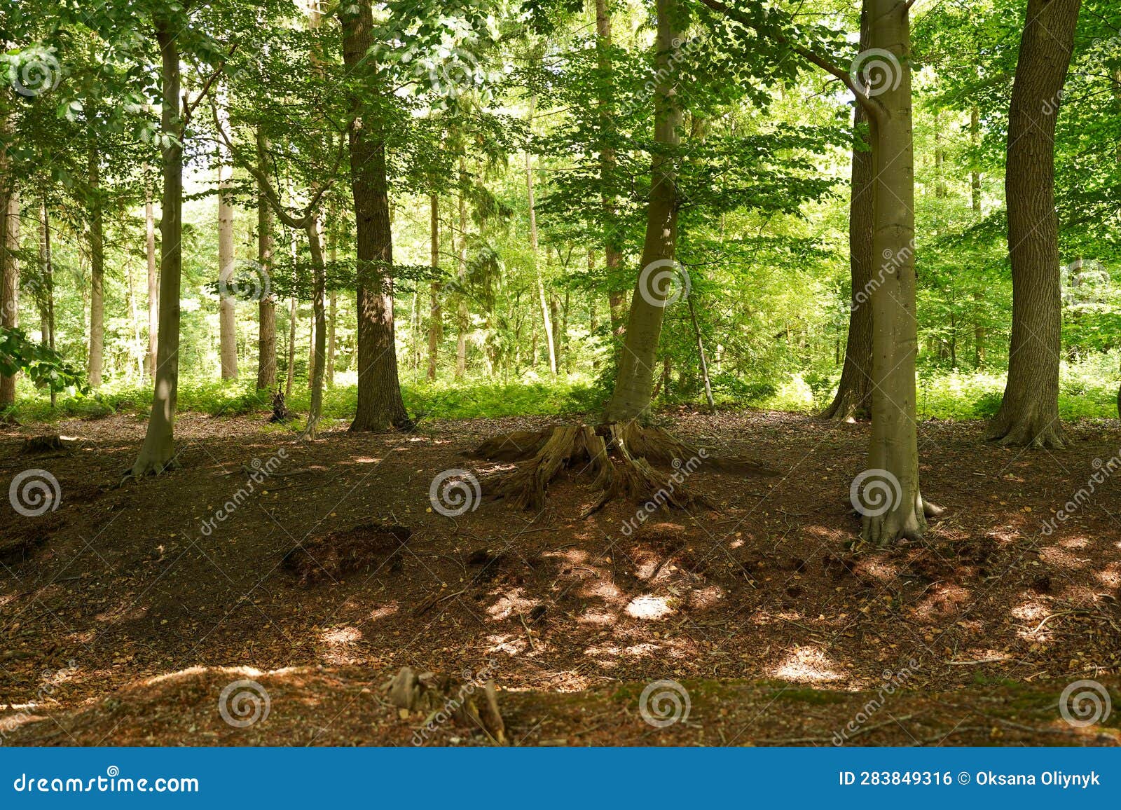 Forest Thicket on a Sunny Day. Stock Photo - Image of perspective ...