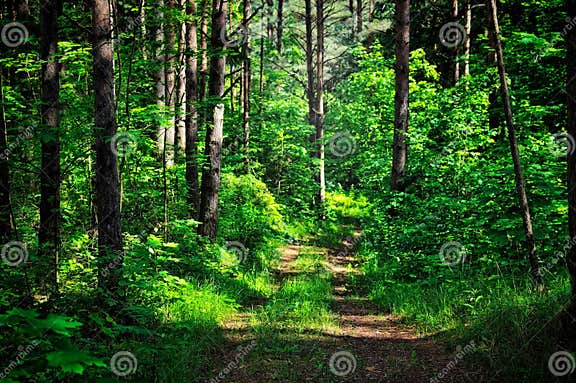 Forest Thickets stock photo. Image of rural, trunk, park - 10842684