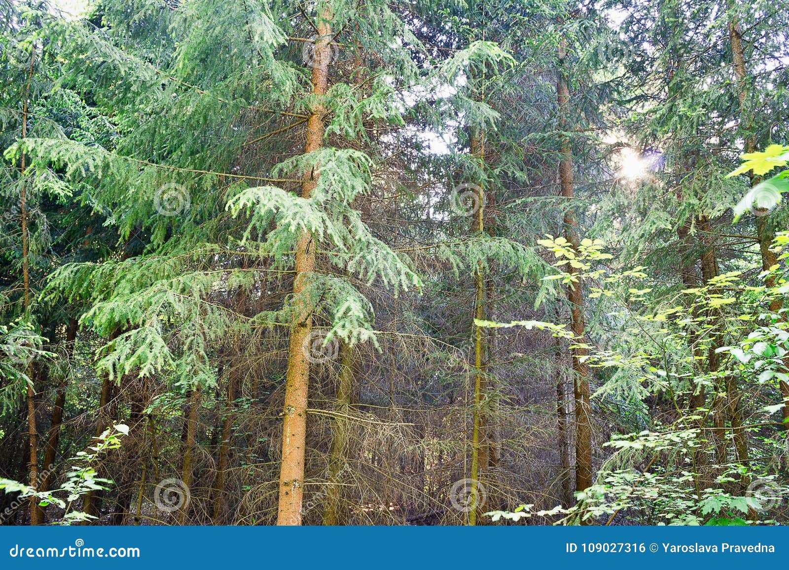 Forest thickets stock photo. Image of trees, outdoors - 109027316