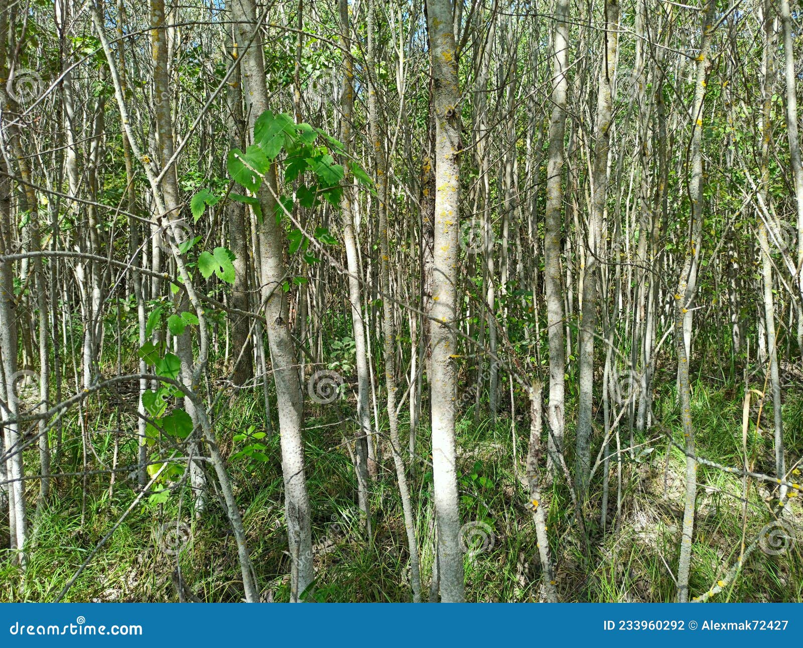 Forest Thickets of Small Trees and Bushes. Impenetrable Thicket Stock ...