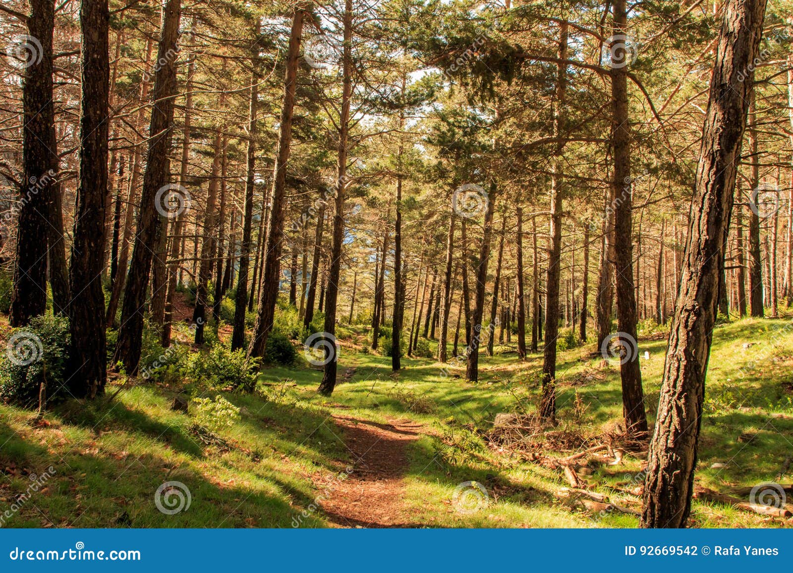 11,014 Cross Path Forest Stock Photos - Free & Royalty-Free Stock ...