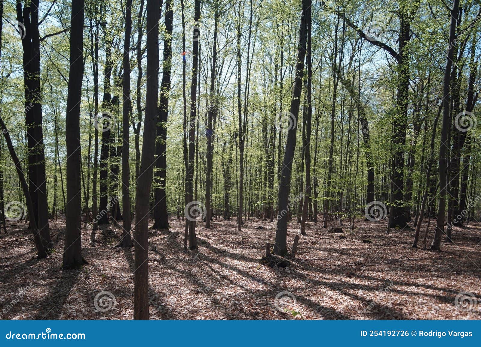 Forest of Thin Trees, Dry Leaves on the Ground, Dense Forest, Small ...