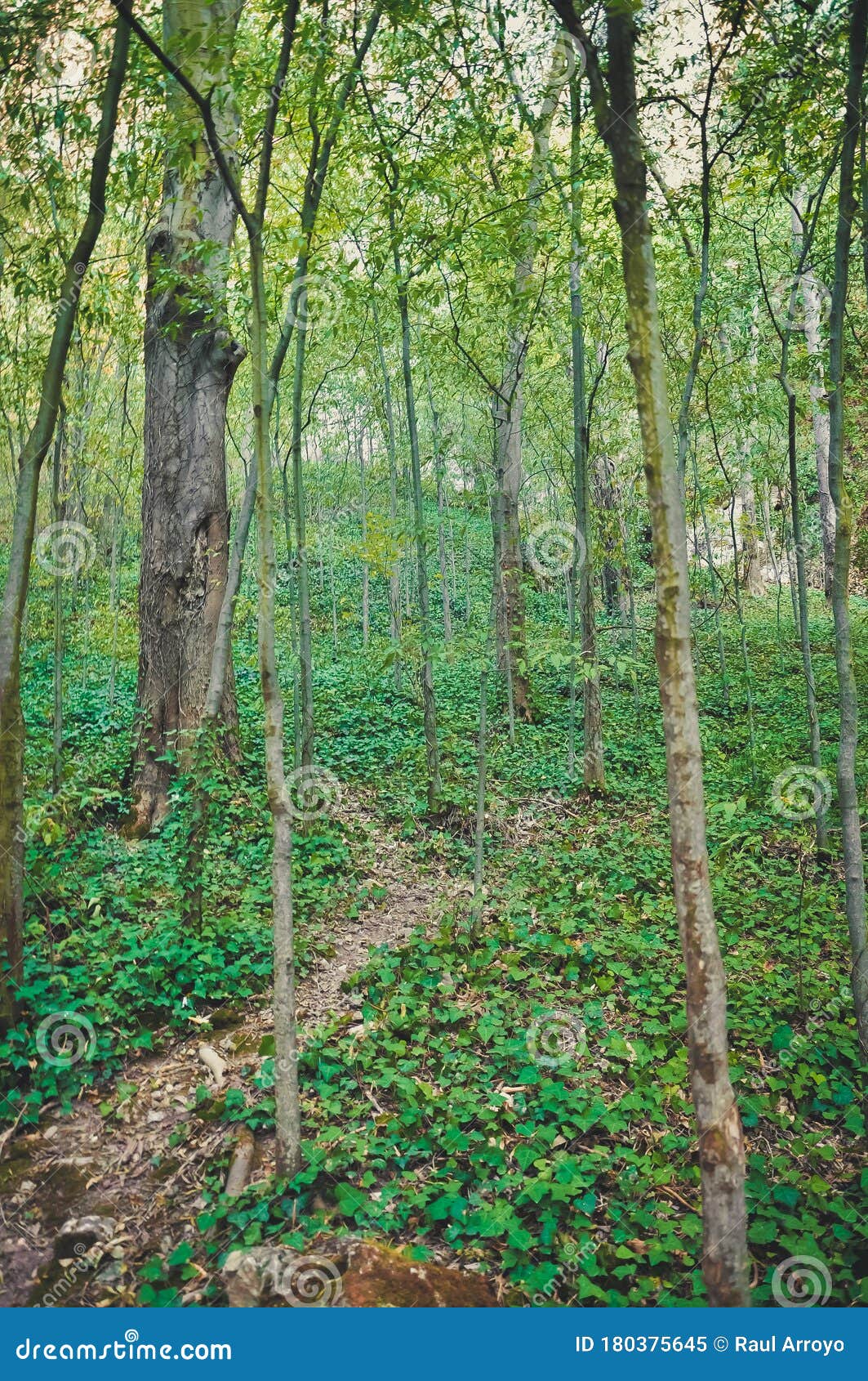 Forest with a small path stock image. Image of explore - 180375645