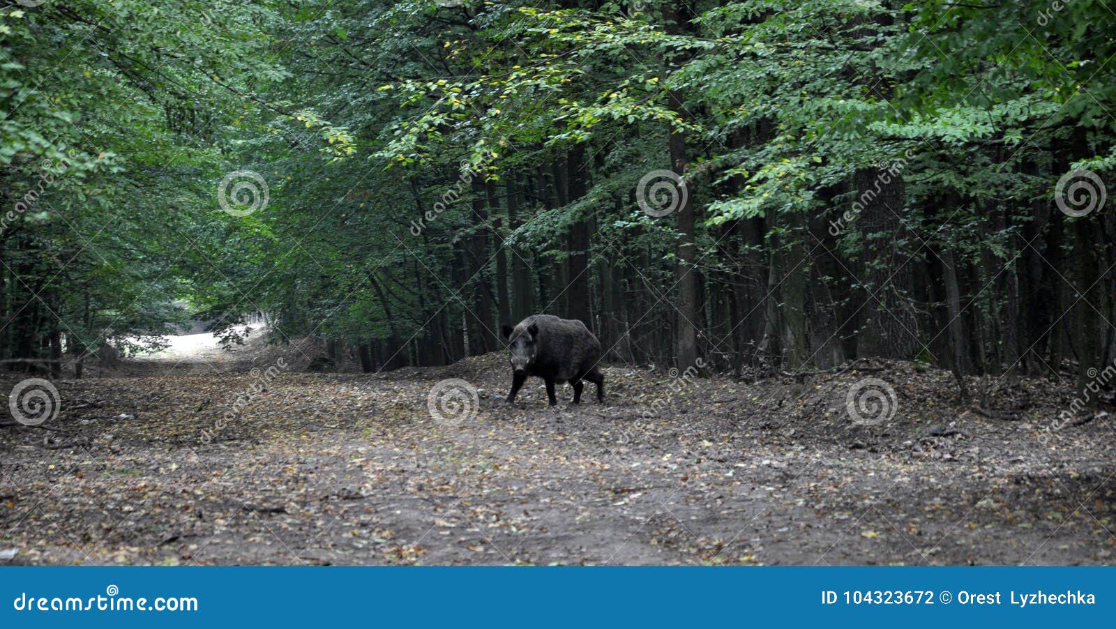 Wild Boar Runs Out of the Forest Stock Photo - Image of animal, hair ...