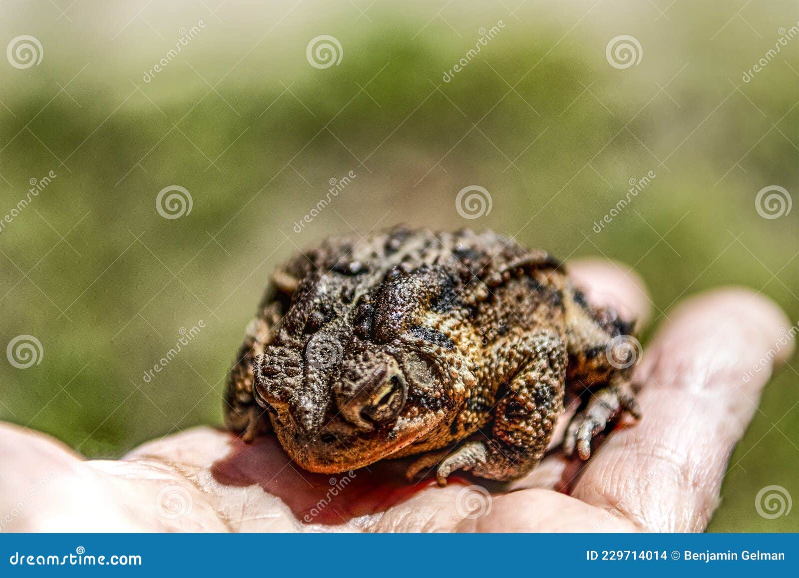 Forest Toad in the Palm of a Person Stock Photo - Image of child, brown ...