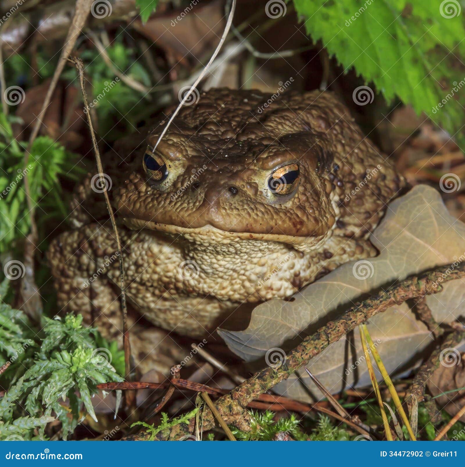 Forest Toad stock photo. Image of hidden, reptiles, european - 34472902