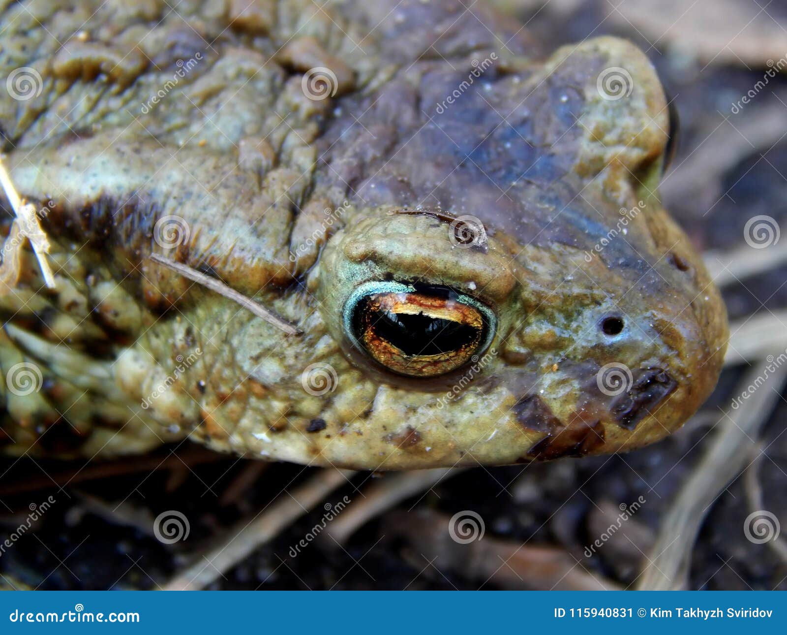 Forest Toad on the Road Close Up Stock Image - Image of close, spring ...
