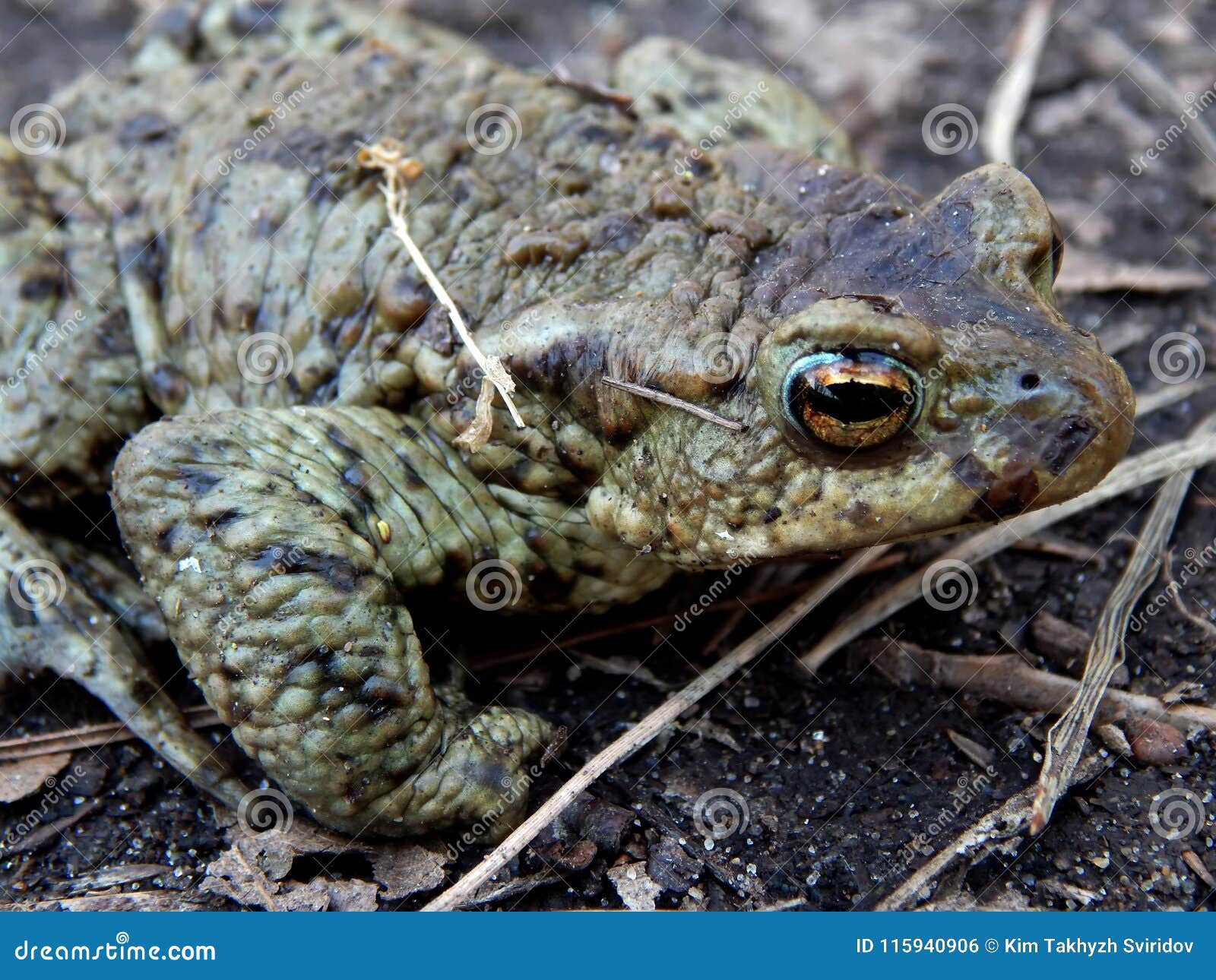 Forest Toad on the Road Close Up Stock Photo - Image of background ...